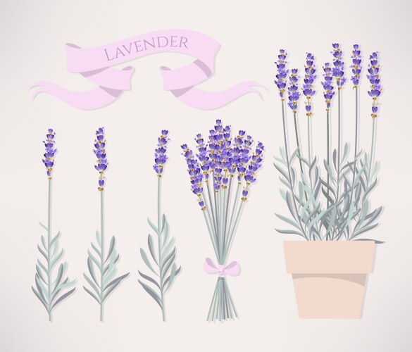 Lavender Vector Images (over 18,000)