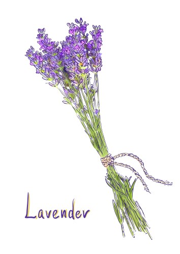Lavanda Vector Images (over 230)
