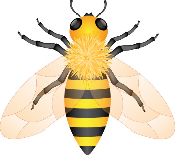 Cartoon bee bug character Royalty Free Vector Image