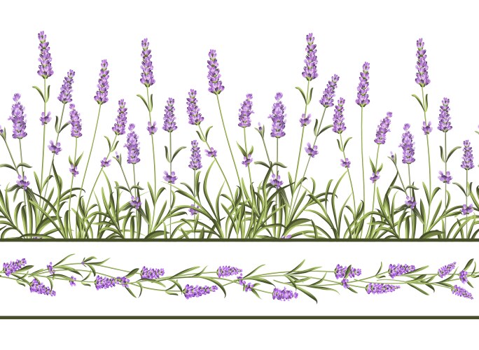 Lavender Vector Images (over 19,000)