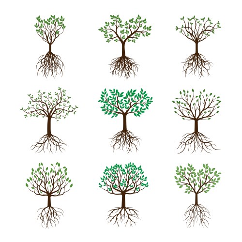 Tree roots set Royalty Free Vector Image - VectorStock