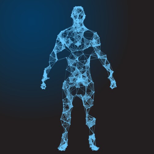 3d wireframe human body Royalty Free Vector Image