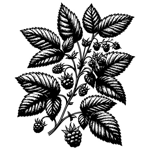Raspberry plant engraving with leaves Royalty Free Vector