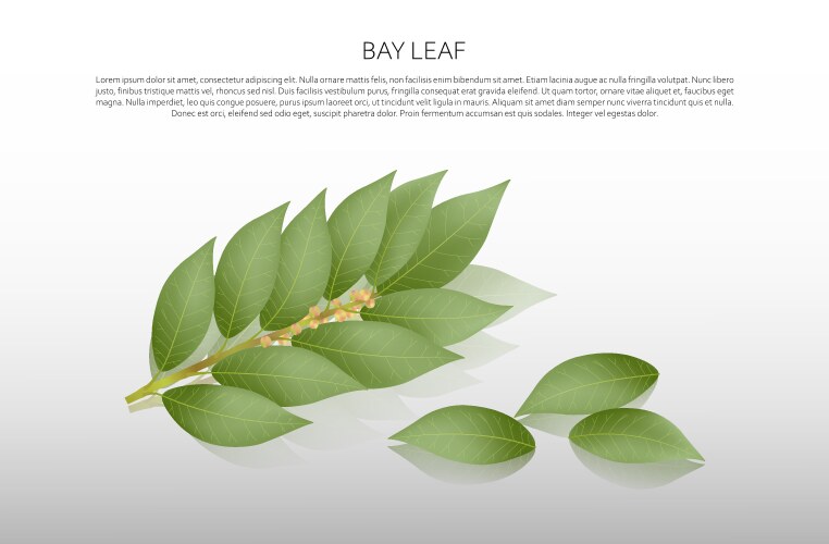 Bay Vector Images (over 18,000)