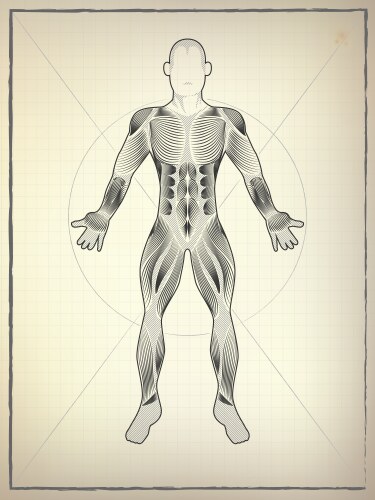 Anatomy Vector Images (over 200,000)