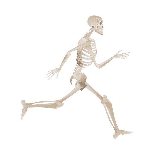 Running Skeleton Vector Images (over 950)