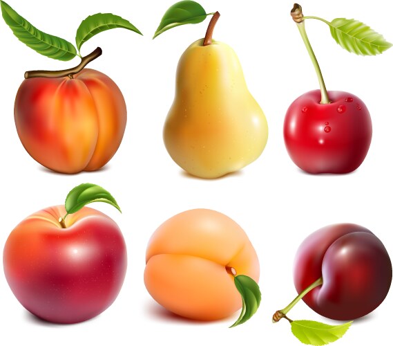 Different fruits Royalty Free Vector Image - VectorStock
