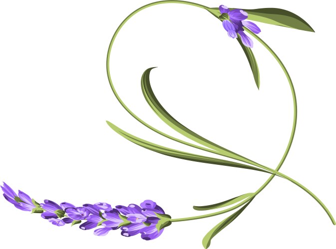 Single Flower Vector Images (over 34,000)
