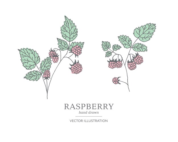 Red raspberry branch with growing fresh ripe Vector Image