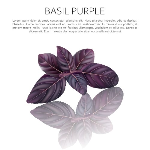 Basil Leaves Drawing Vector Images (over 560)