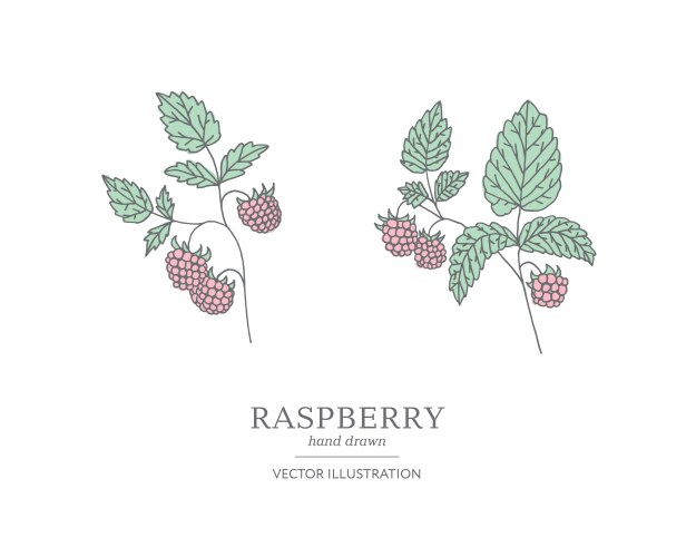 Red raspberry branch with growing fresh ripe Vector Image