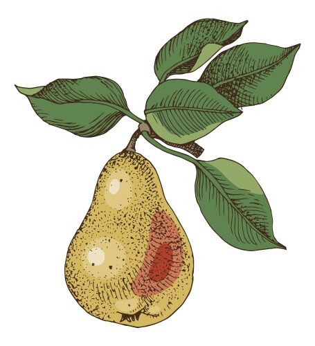 Ripe Vector Images (over 320,000)