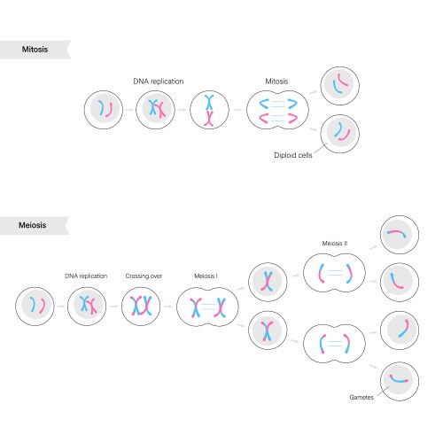 Reproduction process human infographic Royalty Free Vector