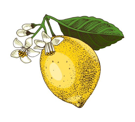 Watercolor lemon tree branch Royalty Free Vector Image