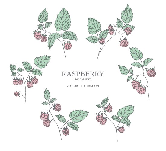 Wild flowers hand drawn Royalty Free Vector Image