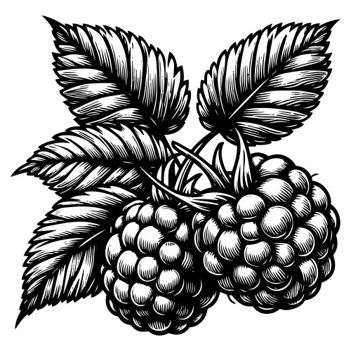 Raspberry plant engraving with leaves Royalty Free Vector