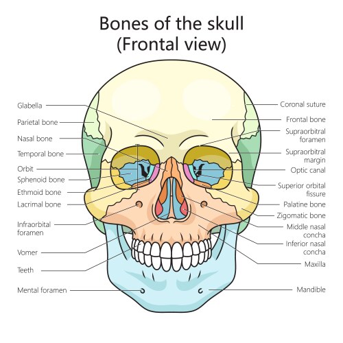 Skull Front Facing Vector Images (over 2,900)