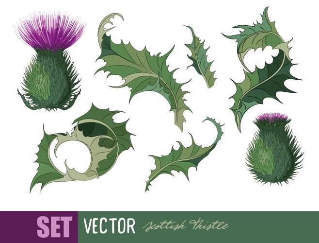 Scottish Thistle Vector Images (over 310)