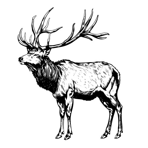 Hunting Drawing Vector Images (over 49,000)