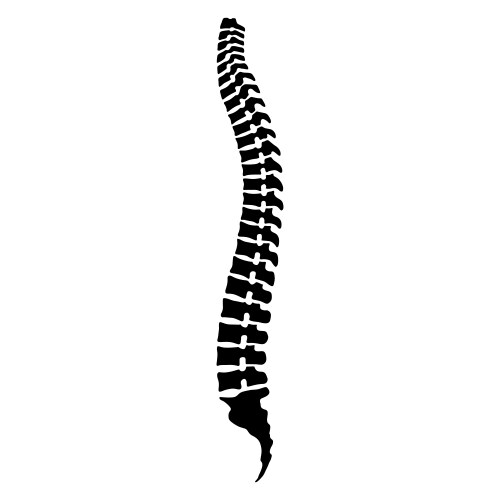 Spine Vector Images (over 32,000)