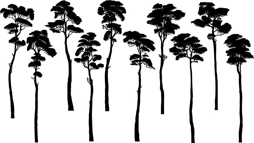 Tall Pine Tree Silhouette Vector Images (over 590)