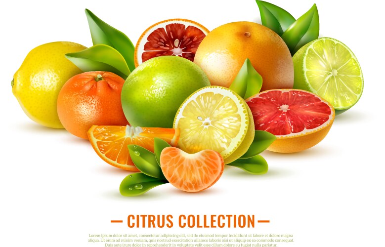 Citrus Fruit Vector Images (over 88,000)