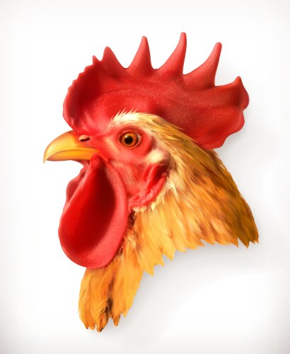 Engraving rooster head Royalty Free Vector Image