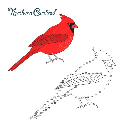 Cardinal Vector Images (over 4,600)