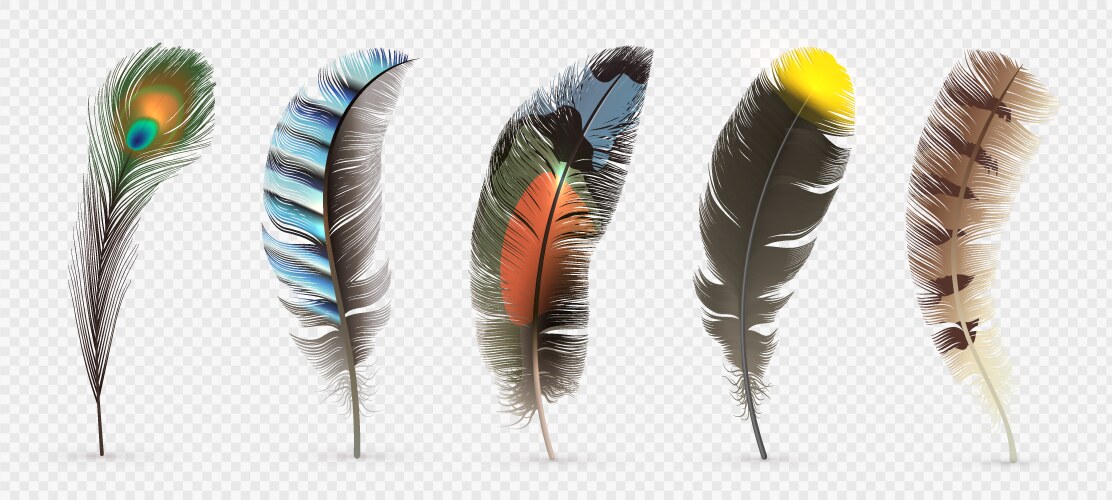 Curved Feather Vector Images (over 4,100)