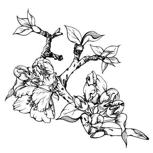 Apple Blossom Drawing Vector Images (over 2,500)