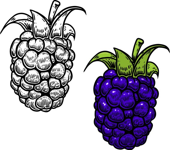 Blackberry Drawing Vector Images (over 3,100)
