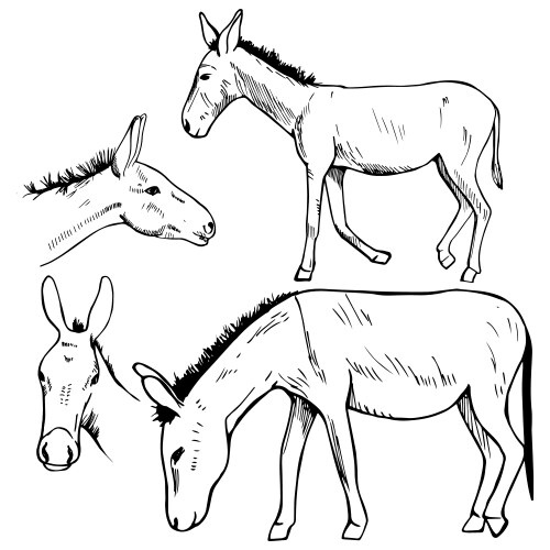 Donkey Head Outline Vector Images (over 310)