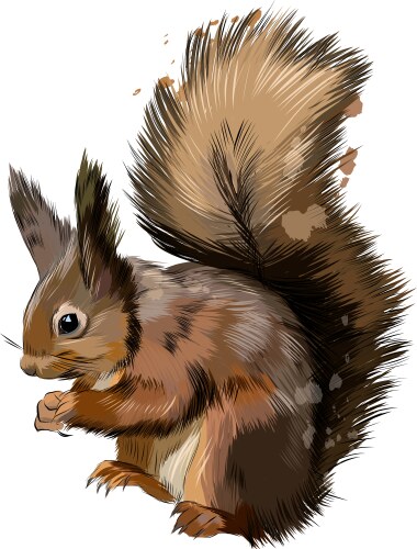 Squirrel Vector Images (over 27,000)