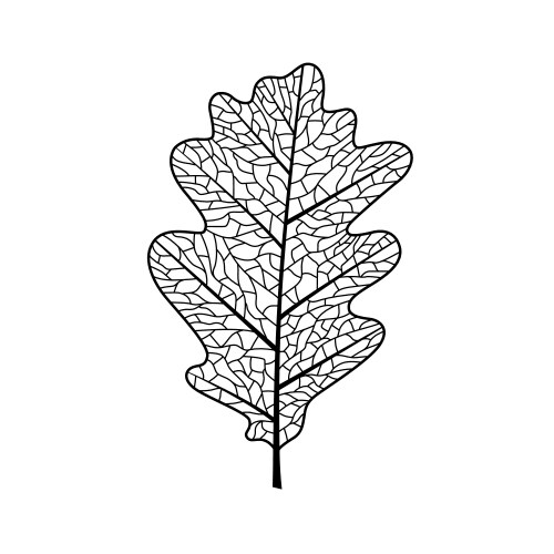Oak Leaf Vector Images (over 49,000)