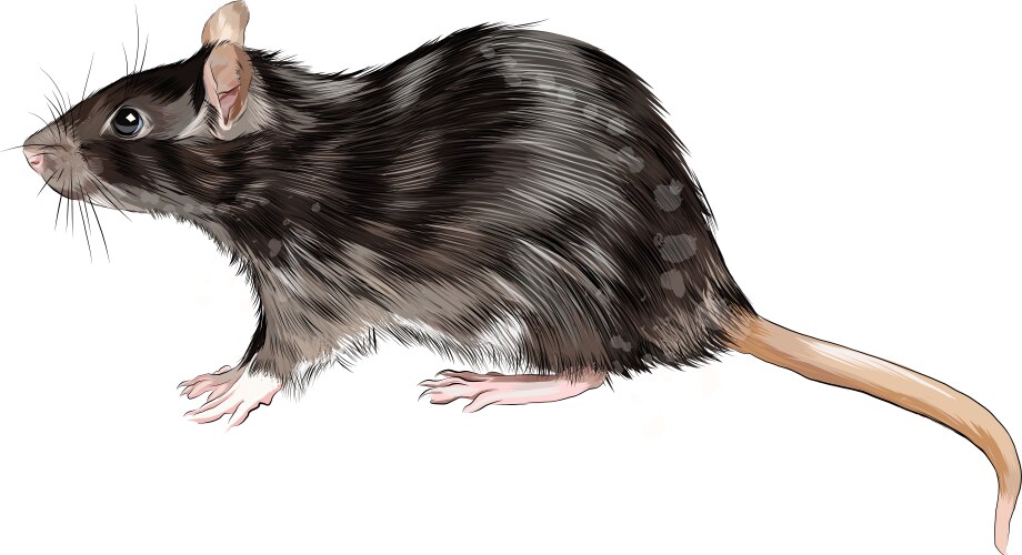 Abstract Mouse Vector Images (over 11,000)