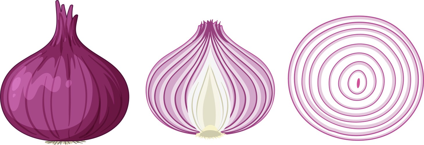 Red shallot and onion Royalty Free Vector Image