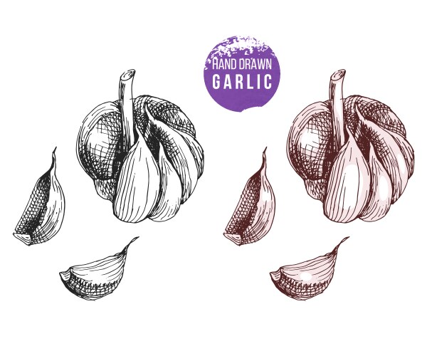 Garlic Vector Images (over 25,000)
