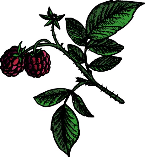 Red raspberry branch with growing fresh ripe Vector Image