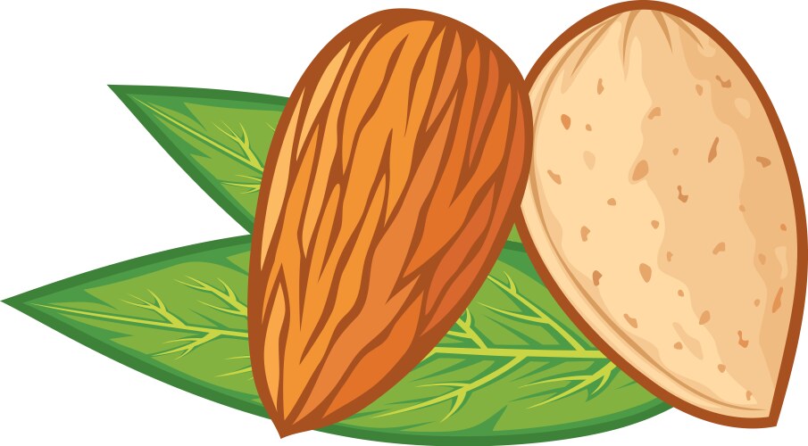 Almond Vector Images (over 18,000)