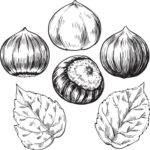 Hazelnut vintage food sketch drawing Royalty Free Vector