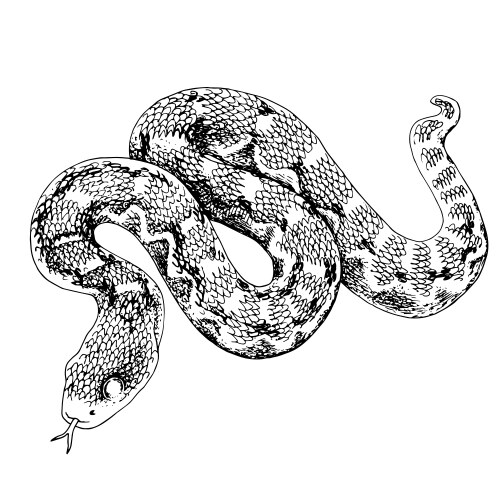 Viper Vector Images (over 12,000)