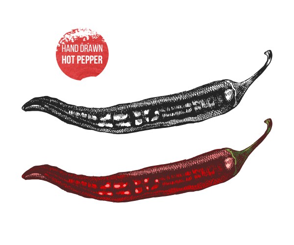 Chili pepper black and white Vector Images & Graphics for Commercial ...