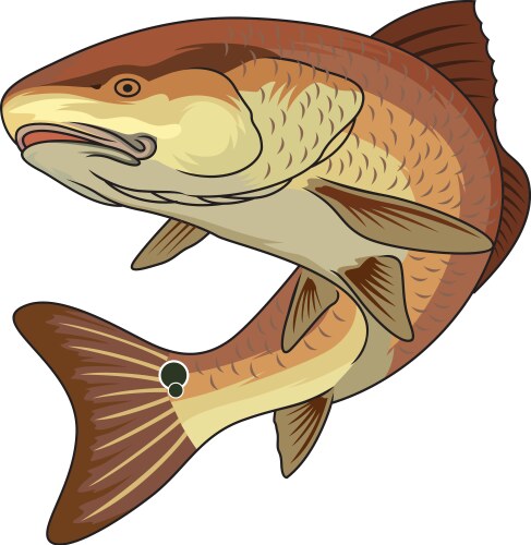 Redfish Vector Images (over 220)