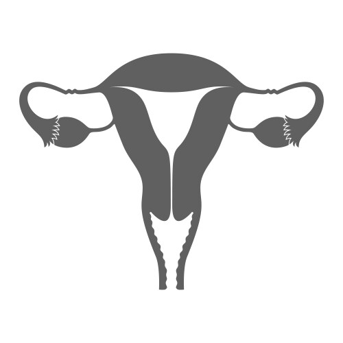 Cervix Vector Images (over 3,000)