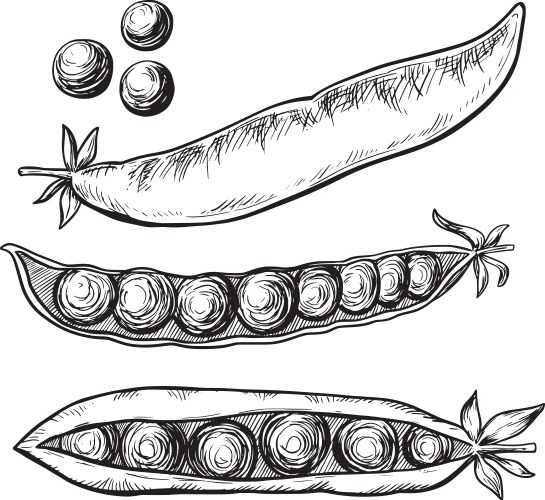 Peas Vector Images (over 24,000)