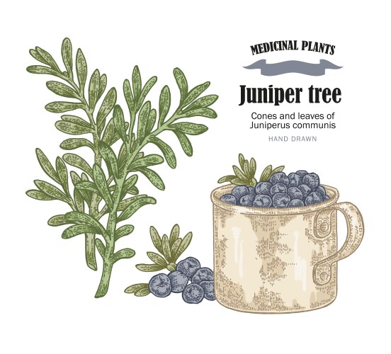 Juniper Tree Vector Images (over 1,200)