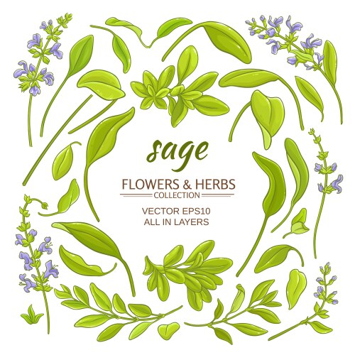 Sage set Royalty Free Vector Image - VectorStock