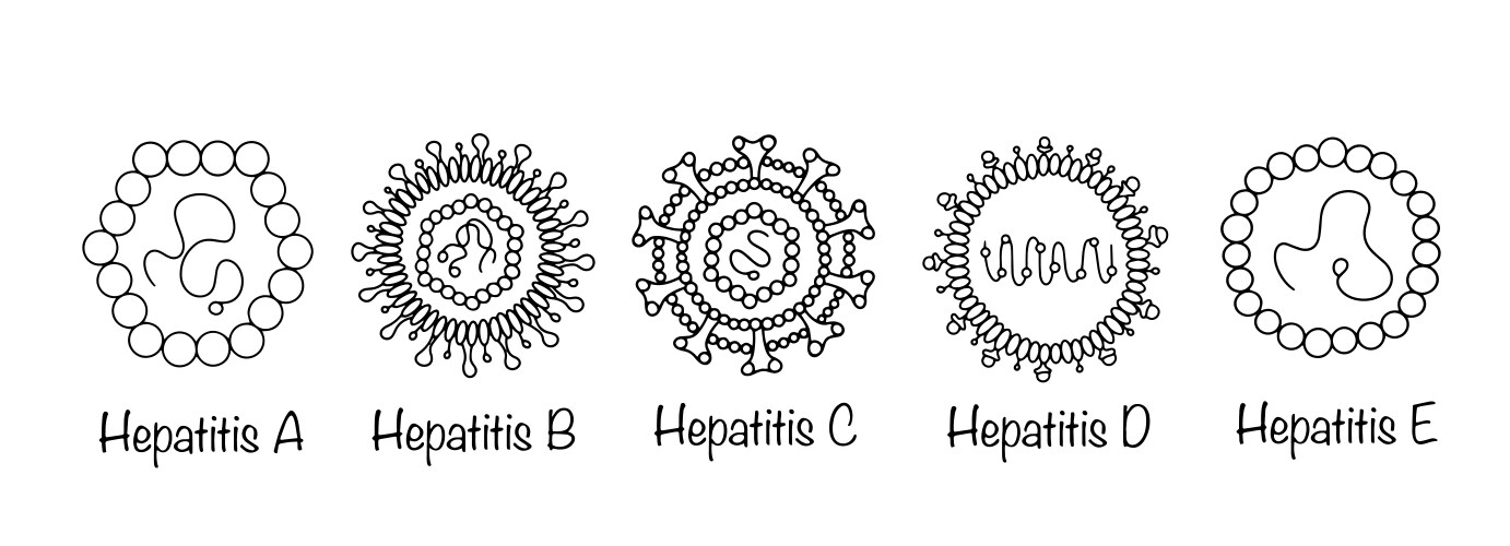 Hepatitis B Virus Vector Images (over 770)