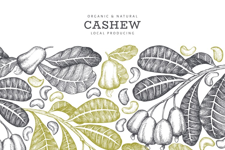 Hand drawn sketch cashew design template organic Vector Image
