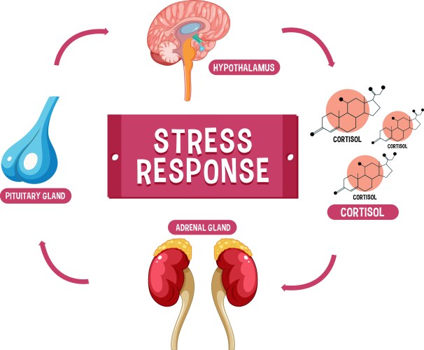 Stress response system scheme Royalty Free Vector Image